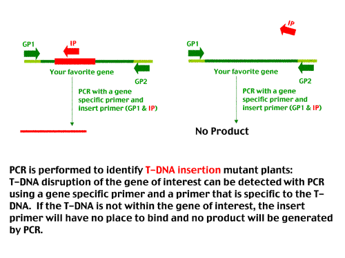 Bios 413 Mutant Screen with PCR